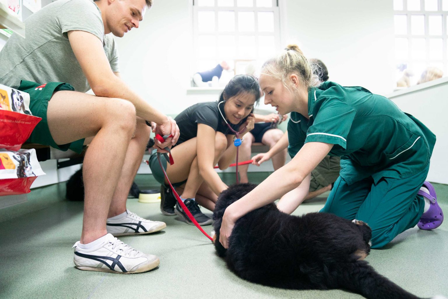 Behavioural – Priory Lodge Vets