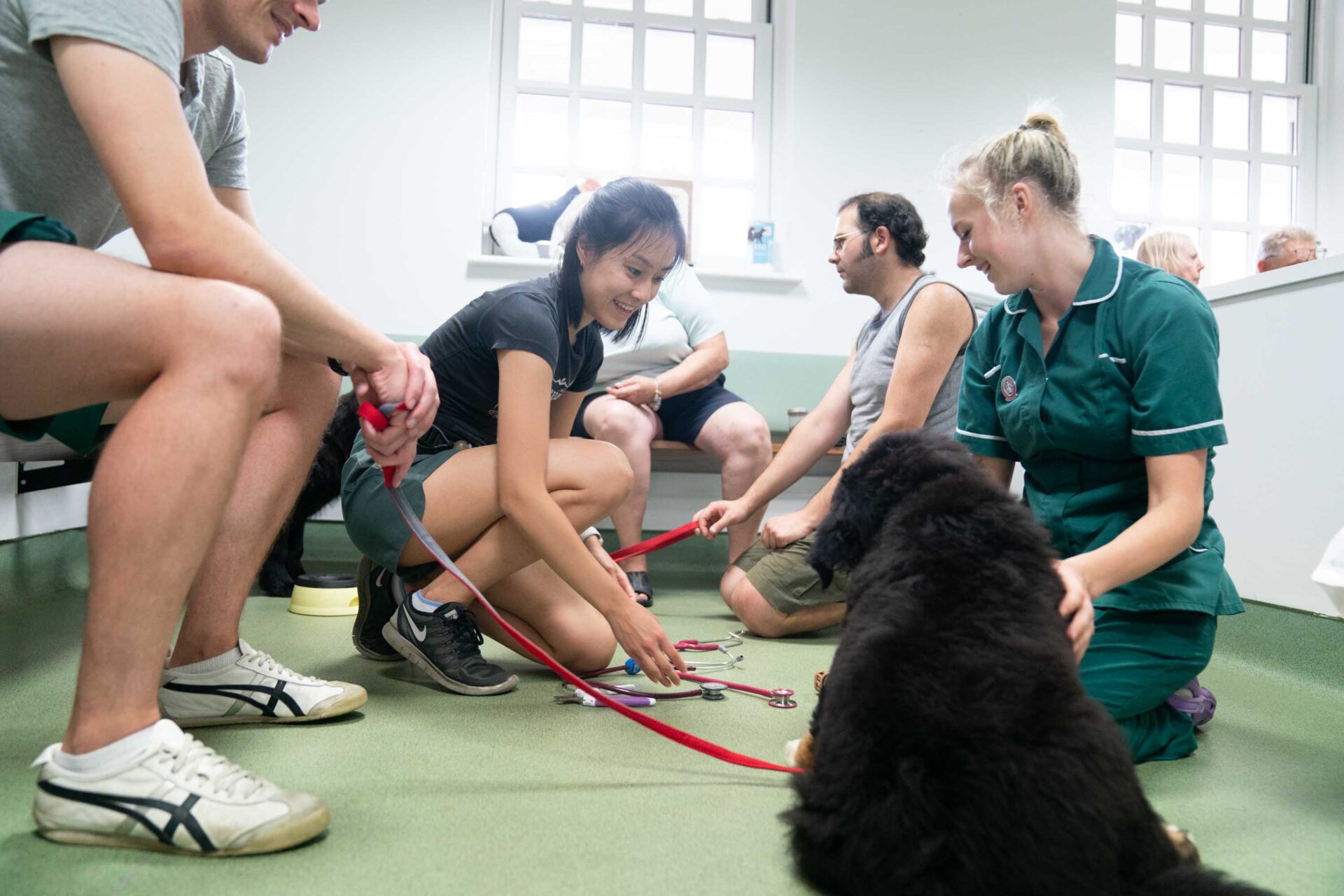 Puppy & Kitten Clinics – Priory Lodge Vets