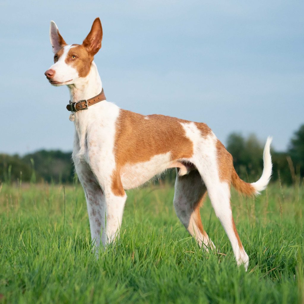 Dog 8+ years – Priory Lodge Vets