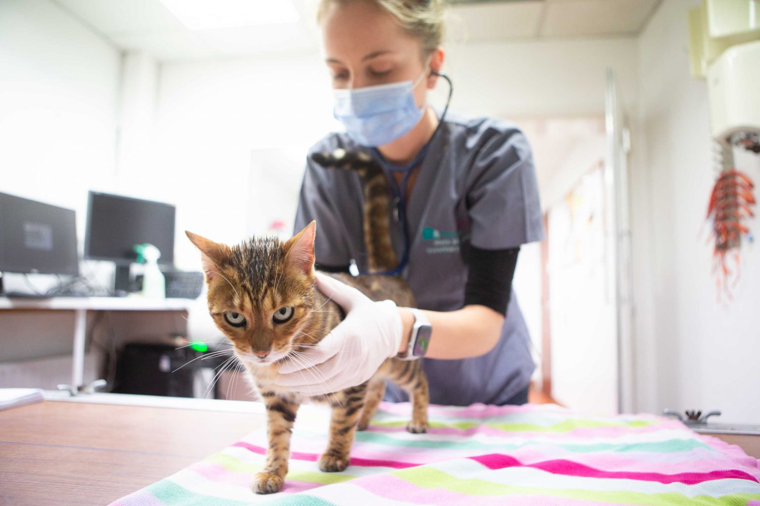 Sevenoaks – Priory Lodge Vets
