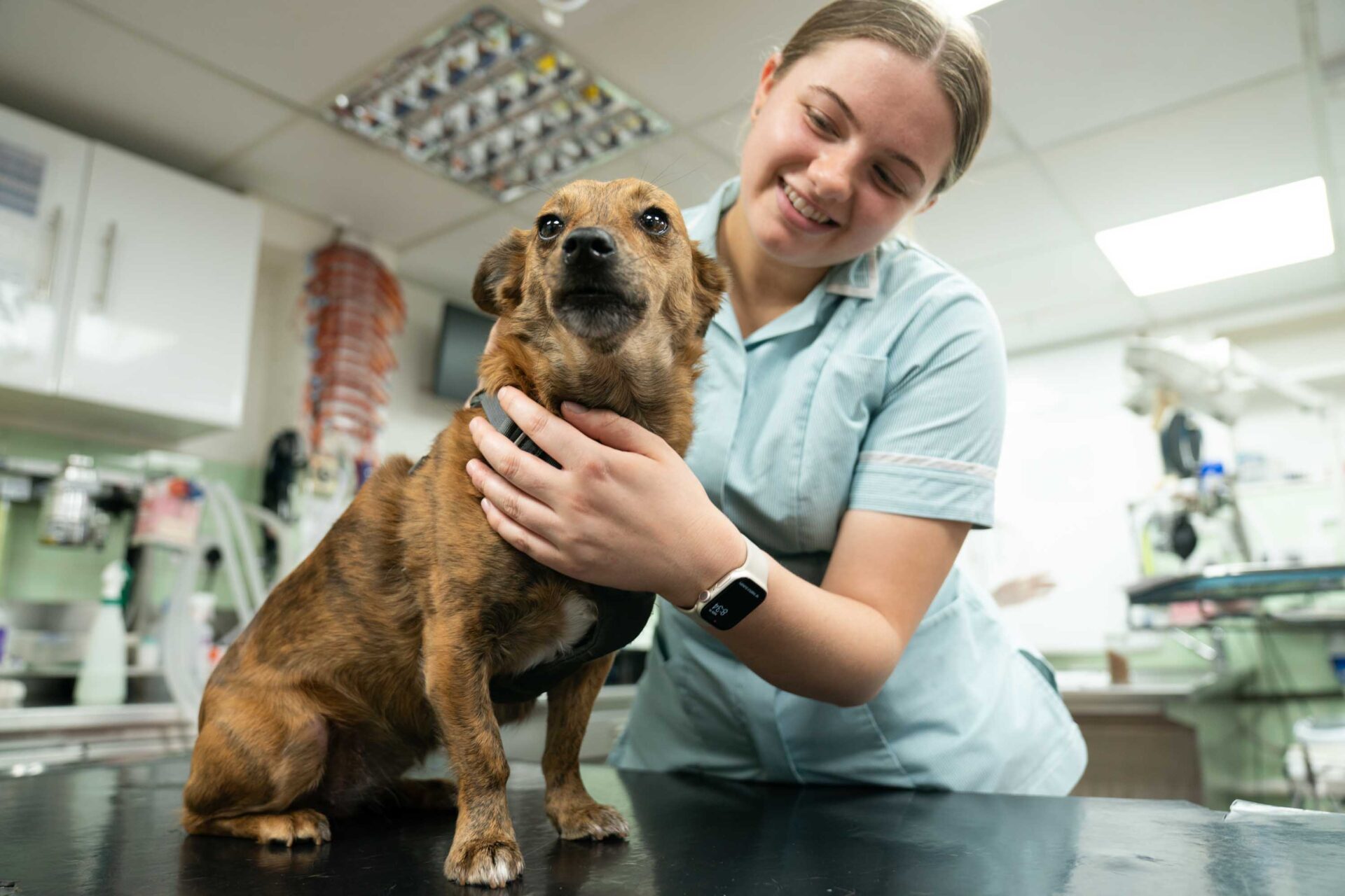Why we’re independent – Priory Lodge Vets