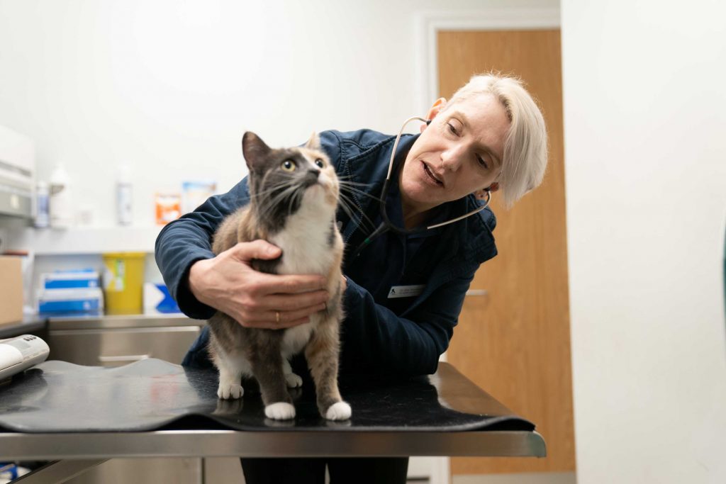 Free first consultations – Priory Lodge Vets