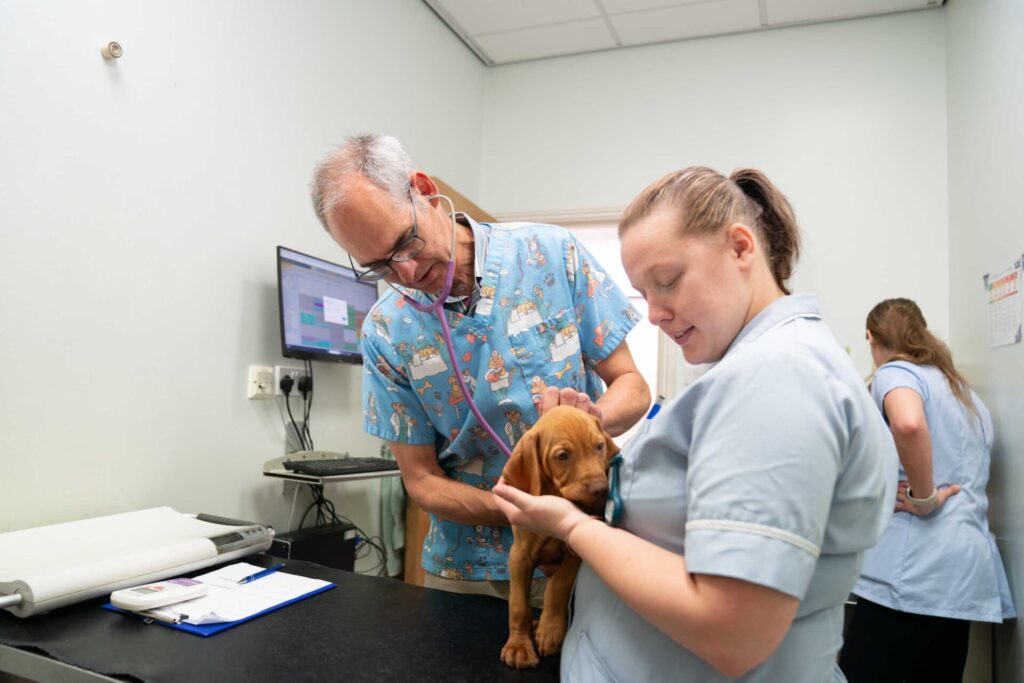 Free first consultations – Priory Lodge Vets